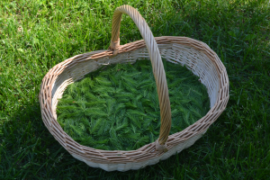Spruce Shoots Mead | Snovej Food & Craft Adventures